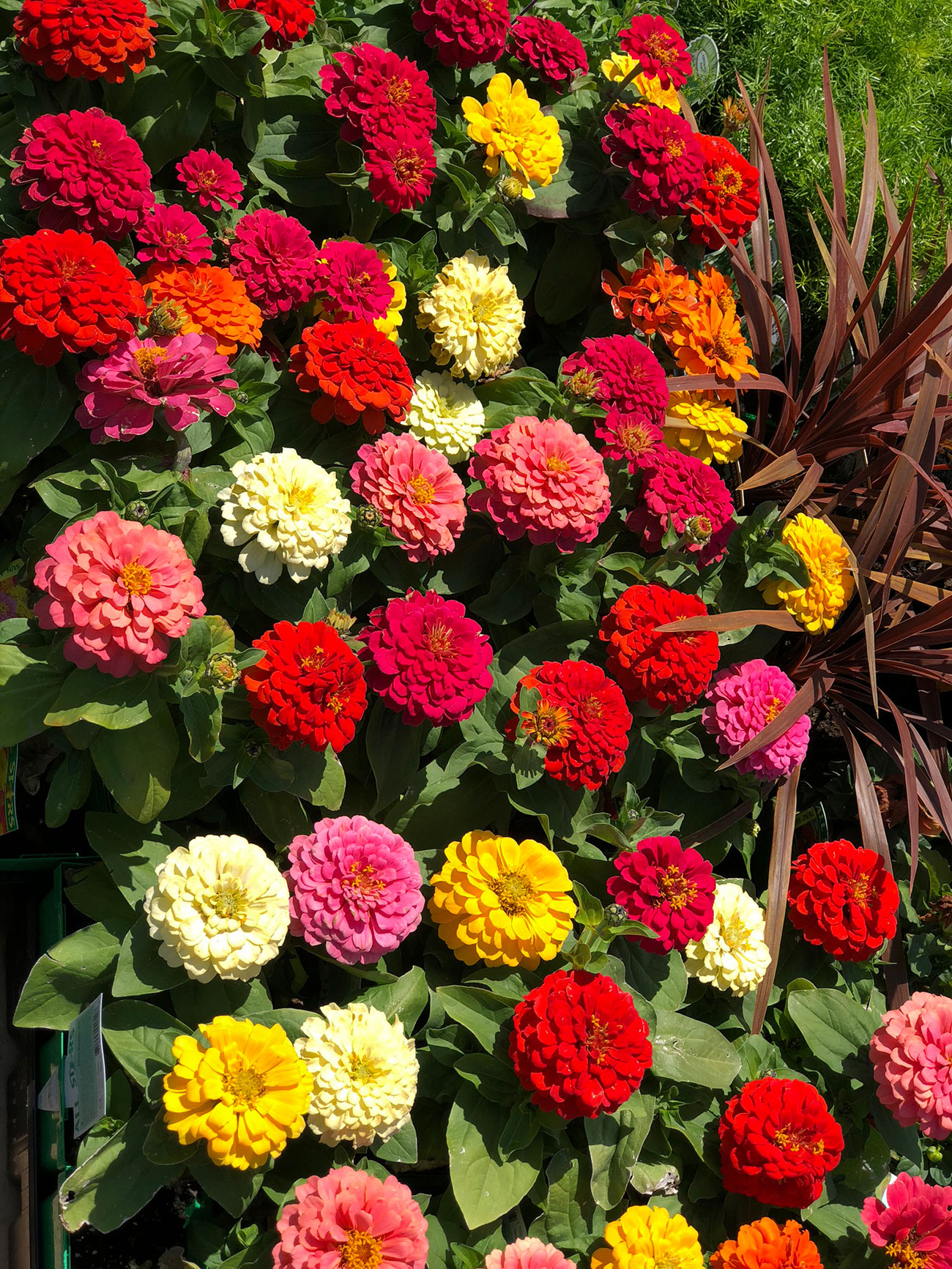 Home - Alabama Plant Wholesale